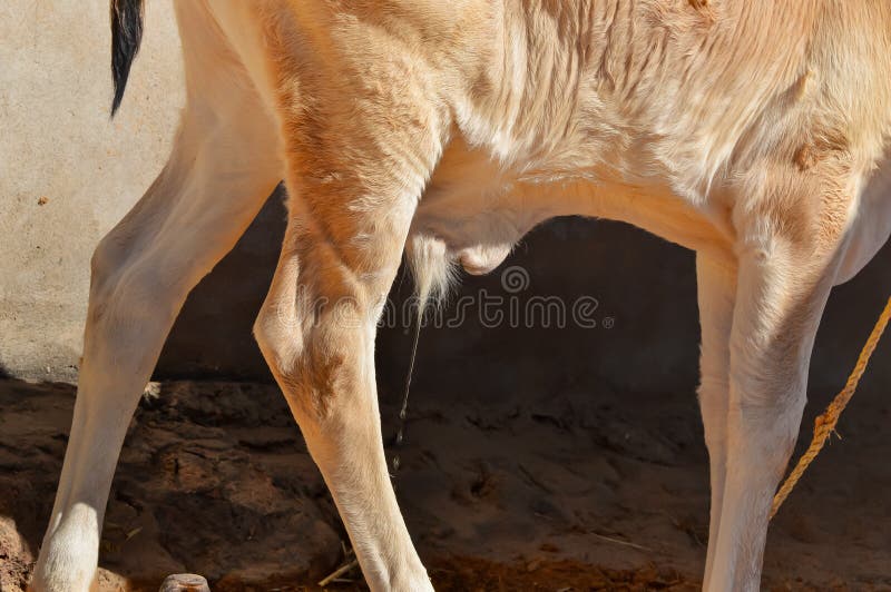 Cow Calf Urine,cow Calf Leg,cow Cattle Urine,govmutra Stock Photo ...