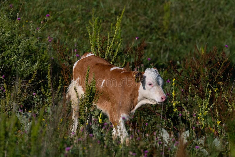 Cow Calf Wandering in the Fields in Spring Stock Photo - Image of ...