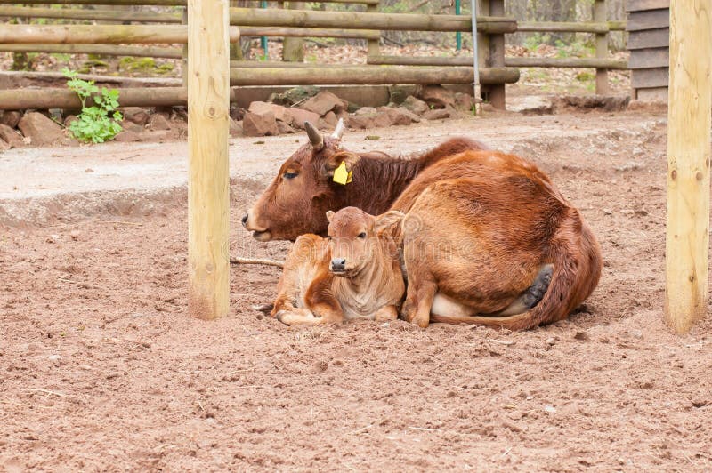 740 Cattle Cow Zoo Animals Photos - Free & Royalty-Free Stock Photos ...