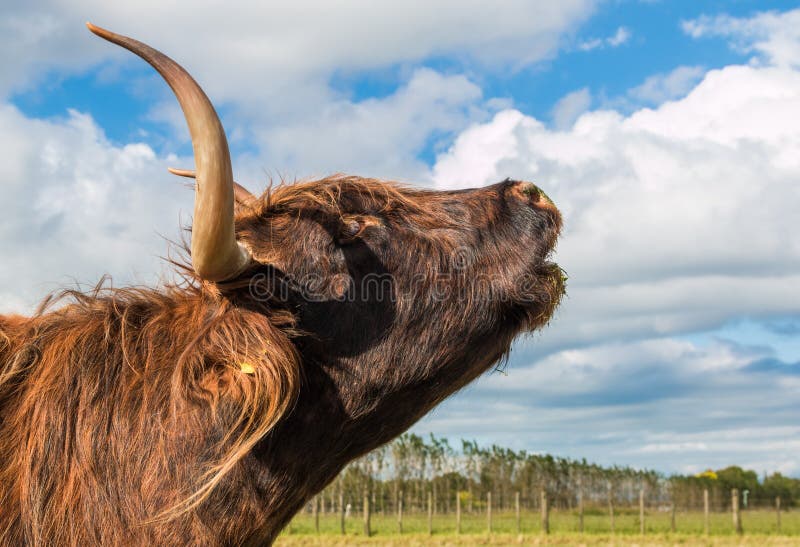 Cow Call stock image. Image of animal, call, scottish - 47817883