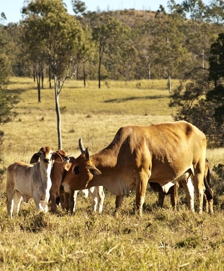 Cow and calves stock image. Image of breed, rural, australian - 25620539