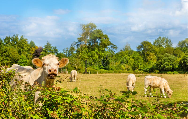 Cow with calves stock image. Image of charolais, breed - 37913537