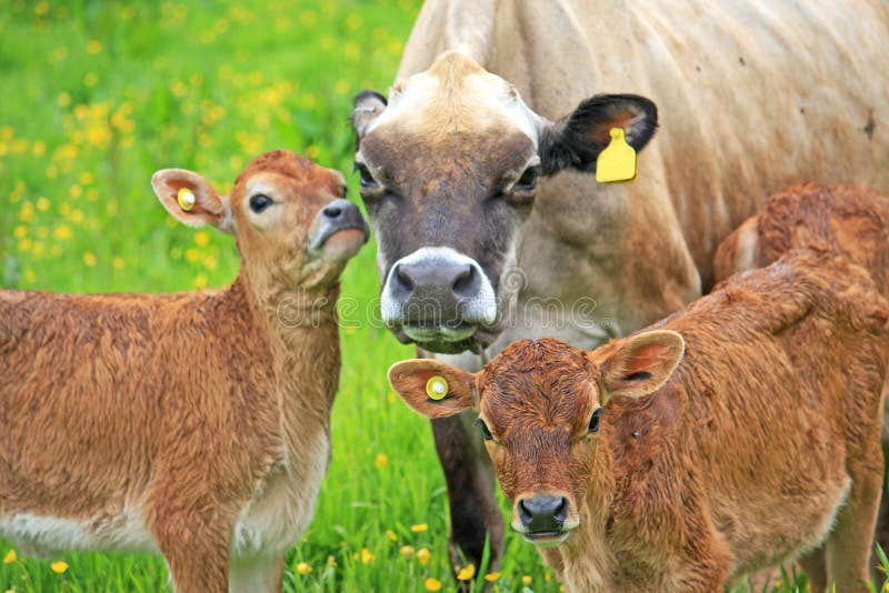 Cow and Calves stock photo. Image of young, calf, cows - 75548600