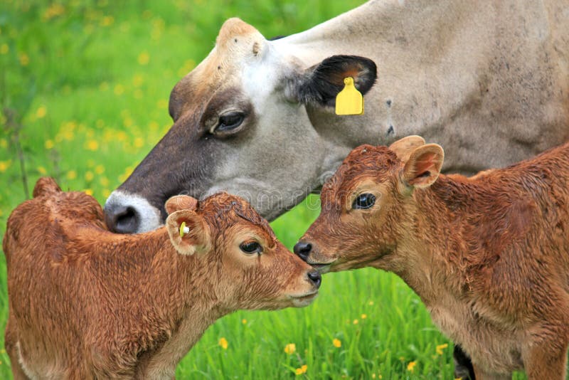 Cow and calves stock image. Image of beef, graze, calf - 95898317