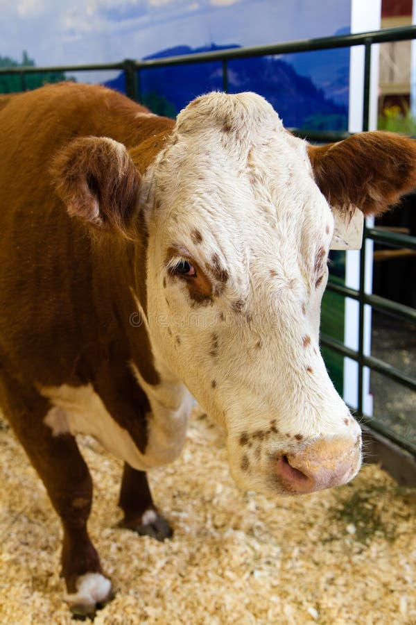 Cow at a Canadian Farm stock photo. Image of canada, mammal - 43124566
