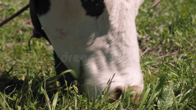 Cow. Capture the Gentle Giant S Placid Expression at Close Range Stock ...