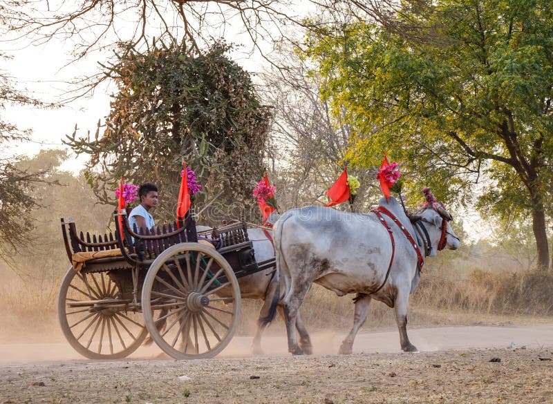 Cow cart in Bagan, Myanmar editorial stock photo. Image of cart - 70455298