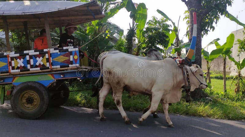 Cow Cart in Java Indonesia, Taken in Sleman Java Indonesia Stock Video ...