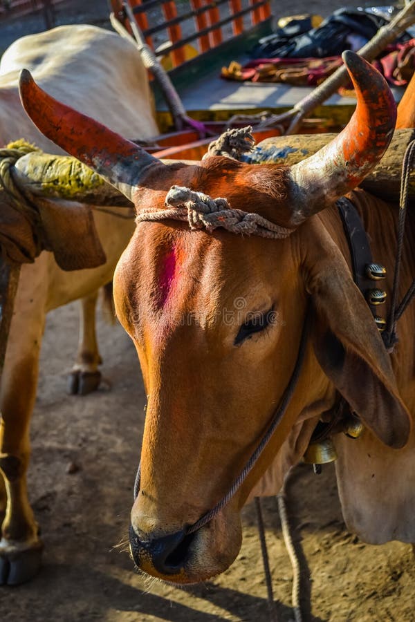 Cow Cart stock photo. Image of livestock, bullock, holy - 92968800