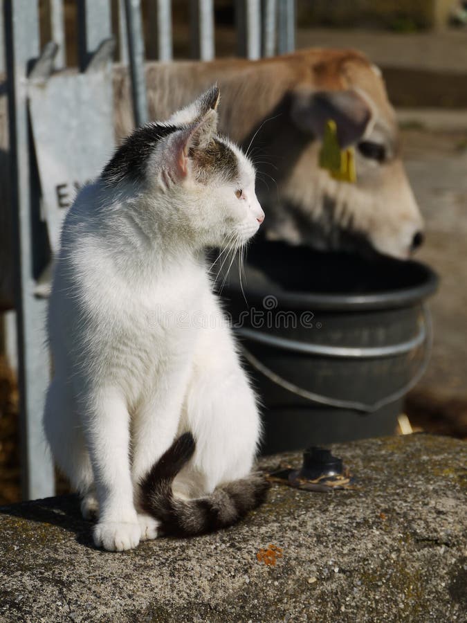Cow and cat stock photo. Image of herd, building, calf - 264283138