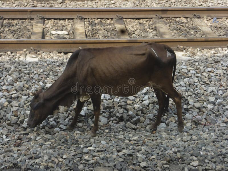 Cow As a Sacred Animal in India Stock Image - Image of devotion, ethics ...