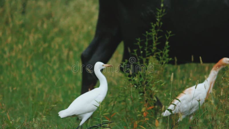Cow and cattle egert stock video. Video of flight, black - 255687249