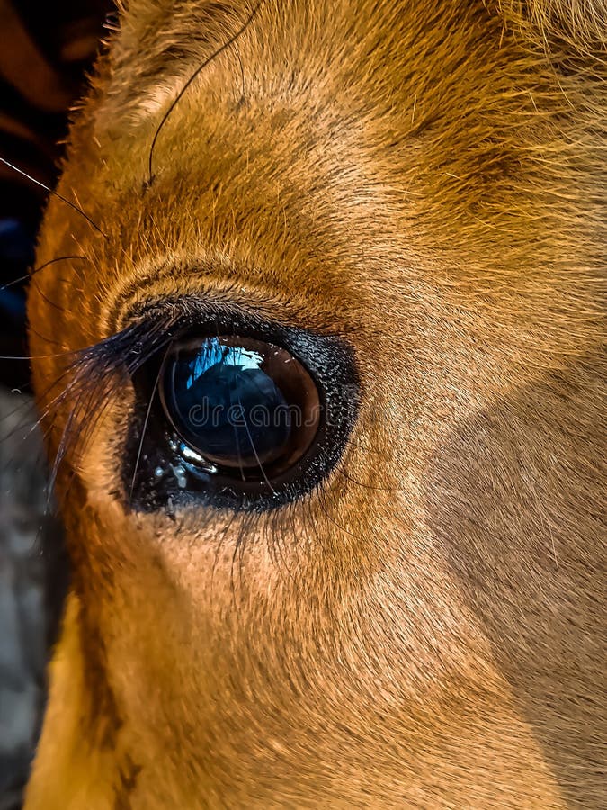 Cow cattle eyes stock image. Image of bovine, cattle - 172590373