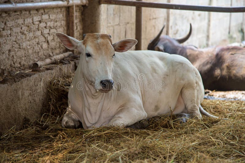 A cow in cattle fair stock photo. Image of calf, farm - 67854414
