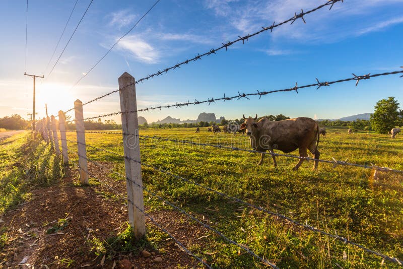 Cow Cattle in Farm stock image. Image of animal, field - 100933381