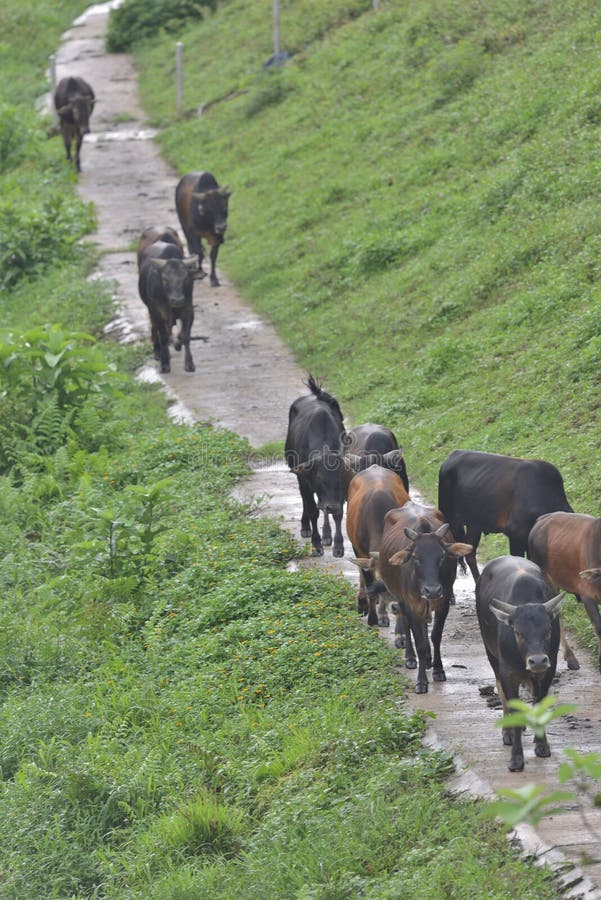 Cow Herd stock image. Image of natural, cattle, waterfront - 184754761