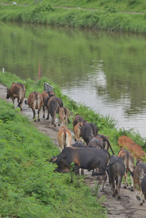 Cow Herd stock photo. Image of highland, hong, peaceful - 184754736