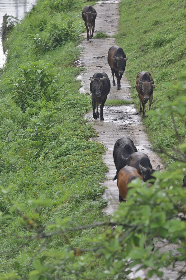 Cow Herd stock photo. Image of sharpness, grassland - 184754812