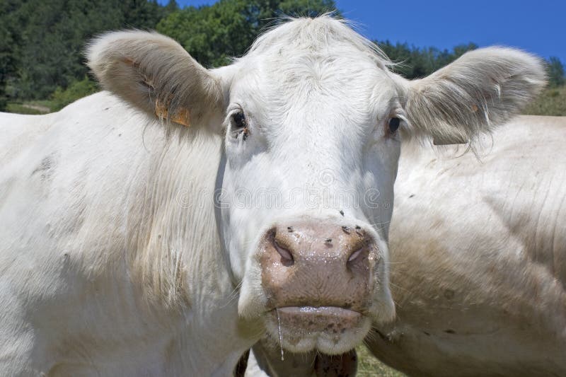 Cow,cattle, livestock. stock photo. Image of white, rural - 23670592