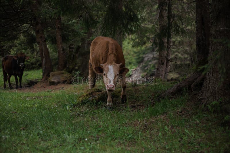 Cow in Cattle Pen on Farm. Animal Husbandry Stock Image - Image of milk ...