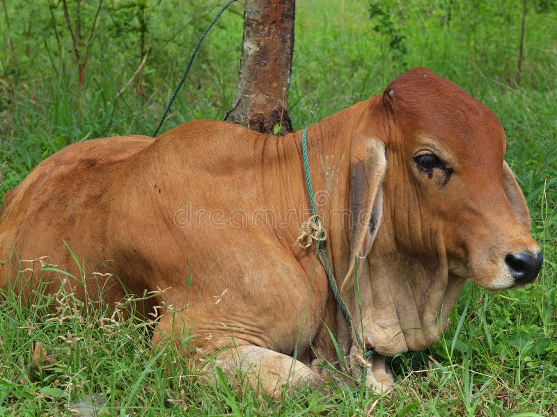 Cow stock image. Image of husbandman, farm, livestock - 59476875