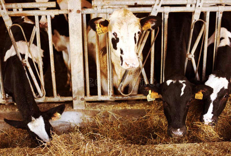 Cow chewing food on farm stock photo. Image of cattle - 324598960