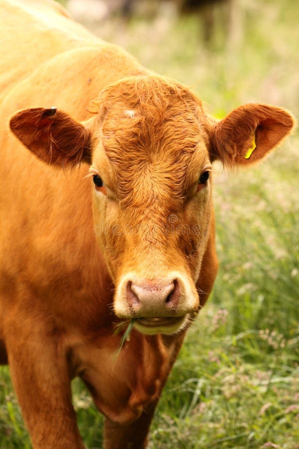 Cow chewing on grass stock image. Image of grassland - 25411539