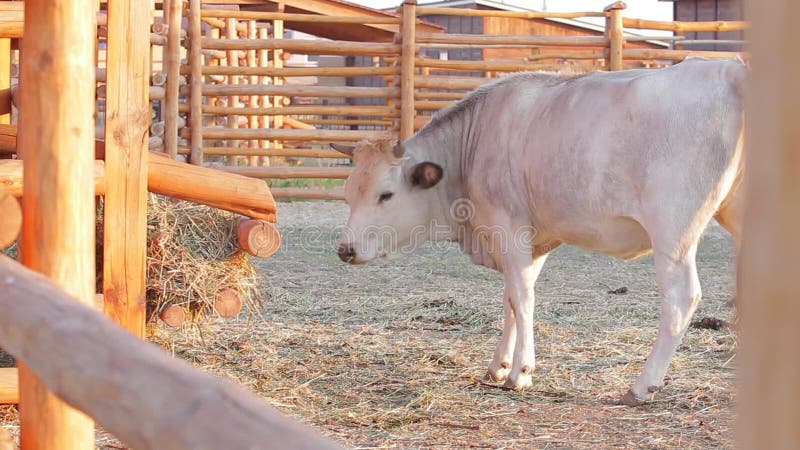 Cow chewing hay. stock video. Video of chew, dinner, male - 58400163