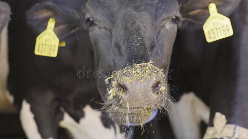 Cow Chewing in Barn, Livestock Farming, Dairy Industry Stock Video ...