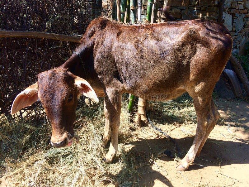 Child and cow stock image. Image of meadow, summer, domestic - 9714917