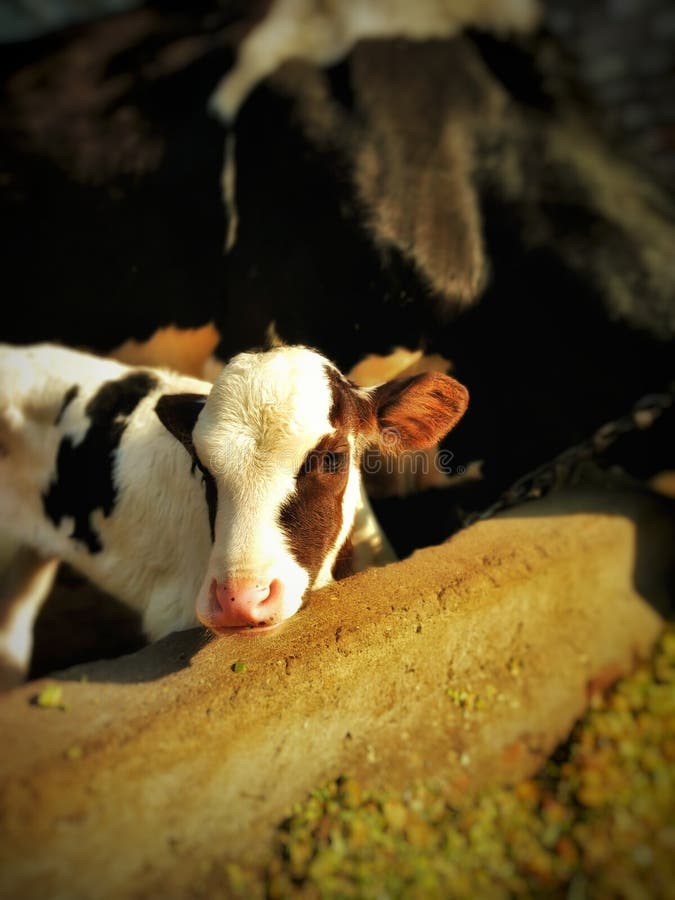 Cow chow stock photo. Image of lovely, home, beautiful - 131820306