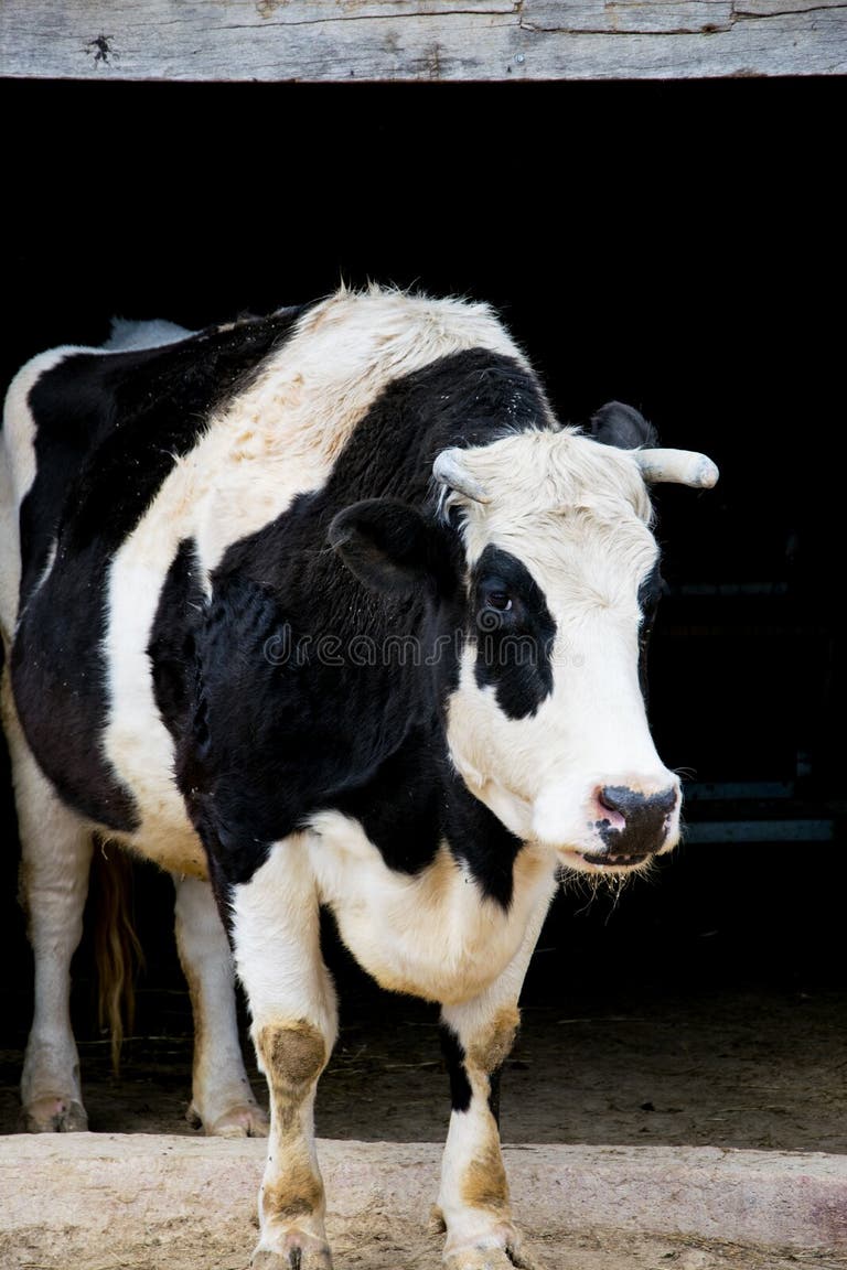 484 Cute Clara Stock Photos - Free & Royalty-Free Stock Photos from ...