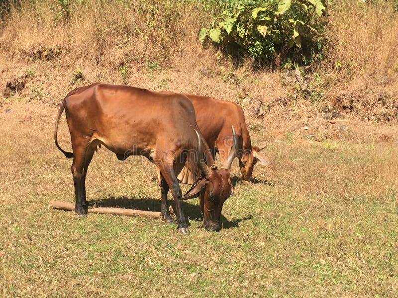 Cow stock photo. Image of local, click, catal - 131832556