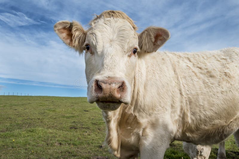 Cow close up stock photo. Image of grass, farm, funny - 58317824