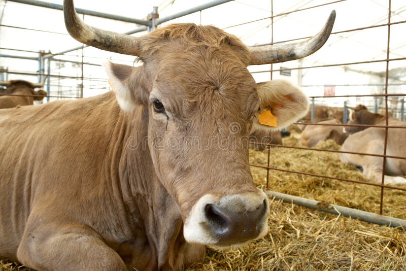 Cow close up stock image. Image of bovine, feed, indoor - 166367377