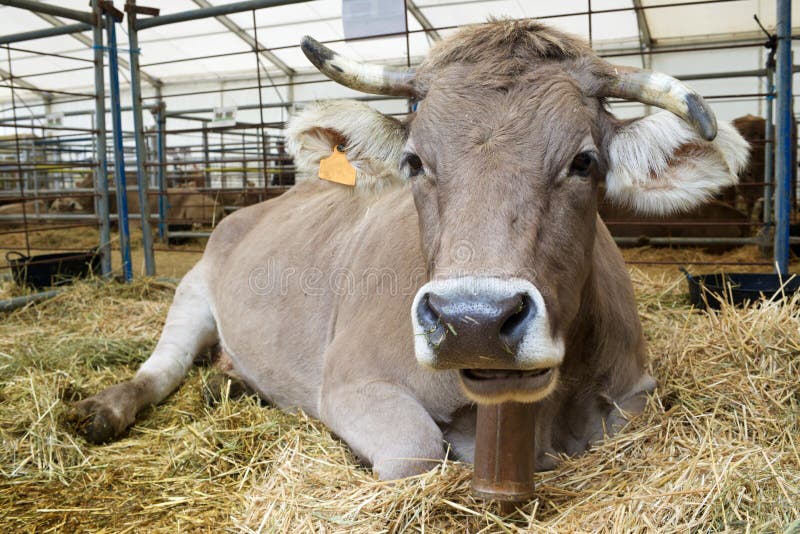 Cow close up stock photo. Image of herd, agriculture - 116609488
