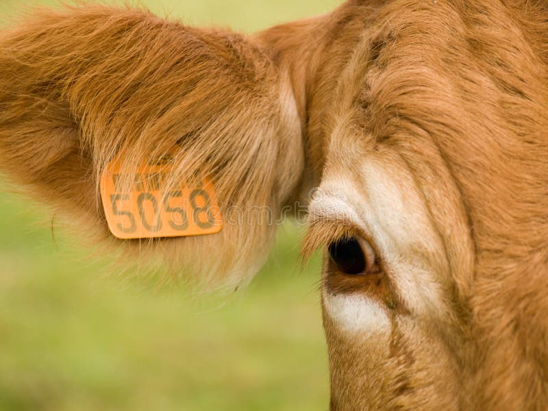 Cow close-up portrait editorial stock image. Image of close - 47308754