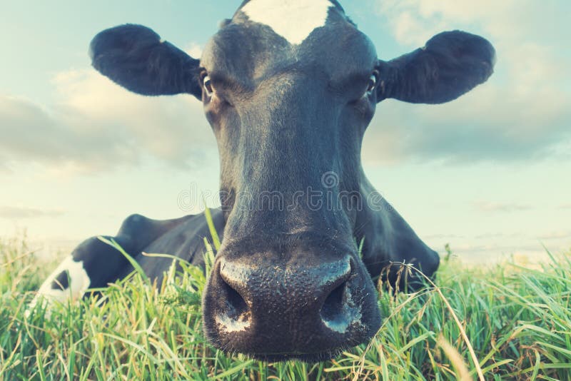 Cow close up stock photo. Image of farm, head, angle - 64070638