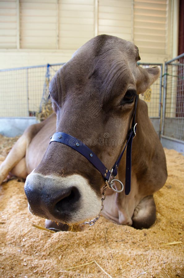 Cow closeup stock image. Image of countryside, cows, farmer - 16934215