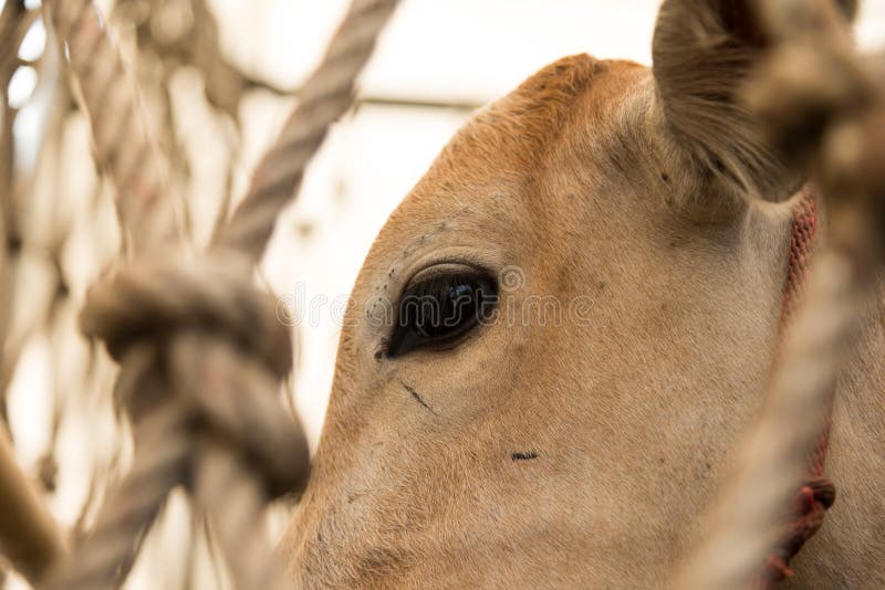 Cow closeup on the face stock image. Image of boundary - 53496445