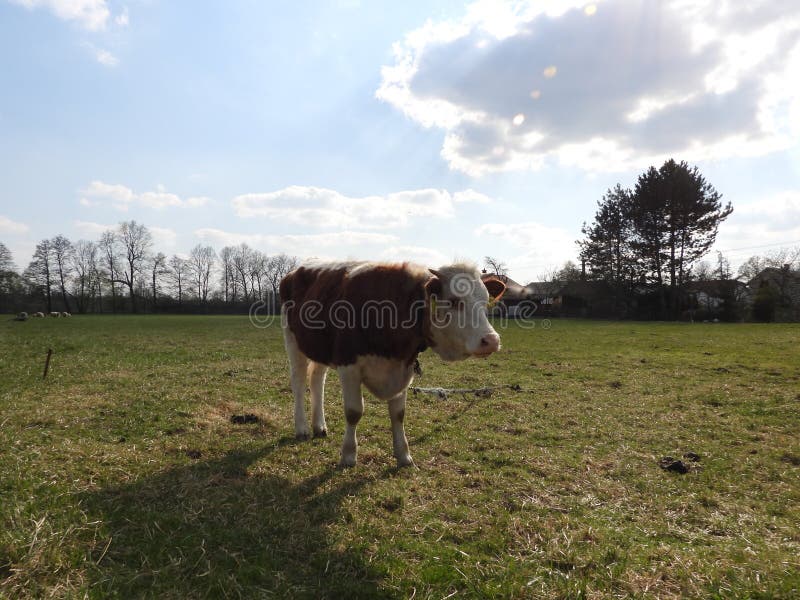 Cow Birds Eye View Stock Photos - Free & Royalty-Free Stock Photos from ...