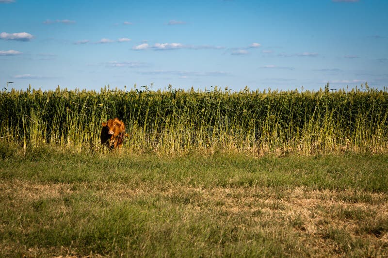 Cow in the Corn Fields stock photo. Image of environment - 24628272