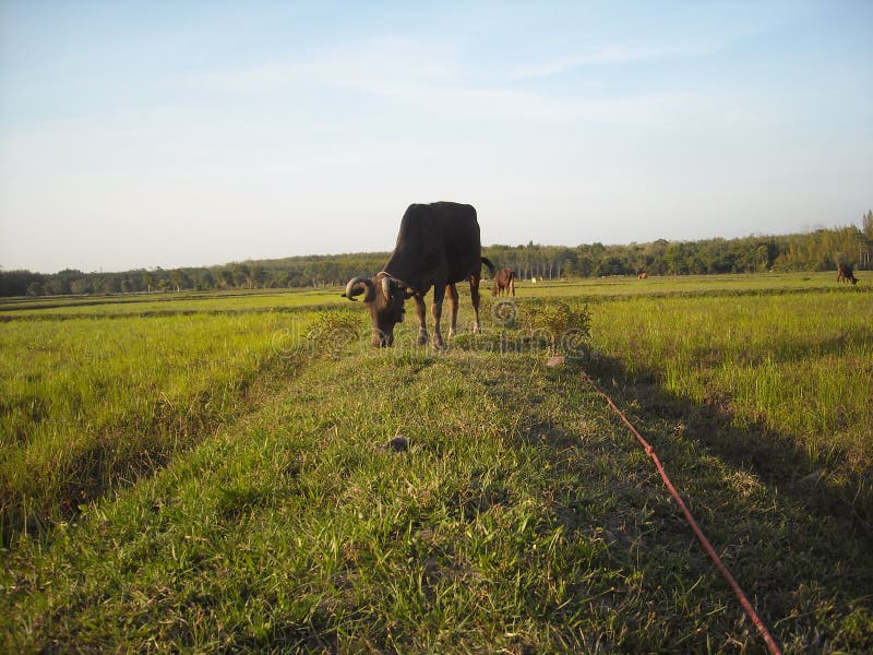 Cow and cornfield stock image. Image of animals, ranch - 86672897