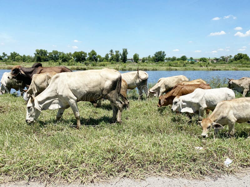 Cow in country farm stock photo. Image of green, outdoor - 229014214