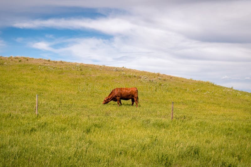 Cow from Distance stock image. Image of alberta, hays - 238421885