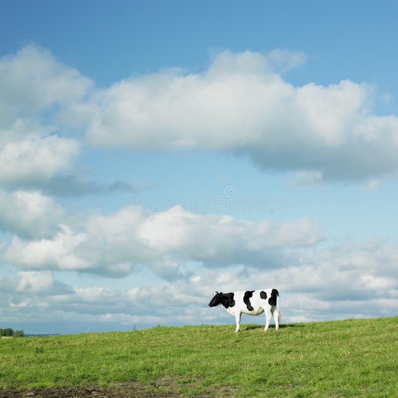 Cow, County Kilkenny, Ireland Stock Image - Image of exteriors, animals ...
