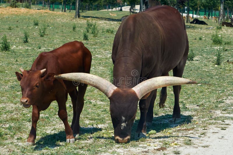 Cow stock image. Image of countryside, close, forest - 57544223