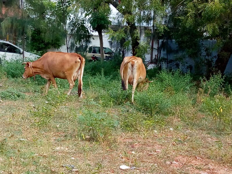 Cow Ground Stock Images - Download 3,614 Royalty Free Photos