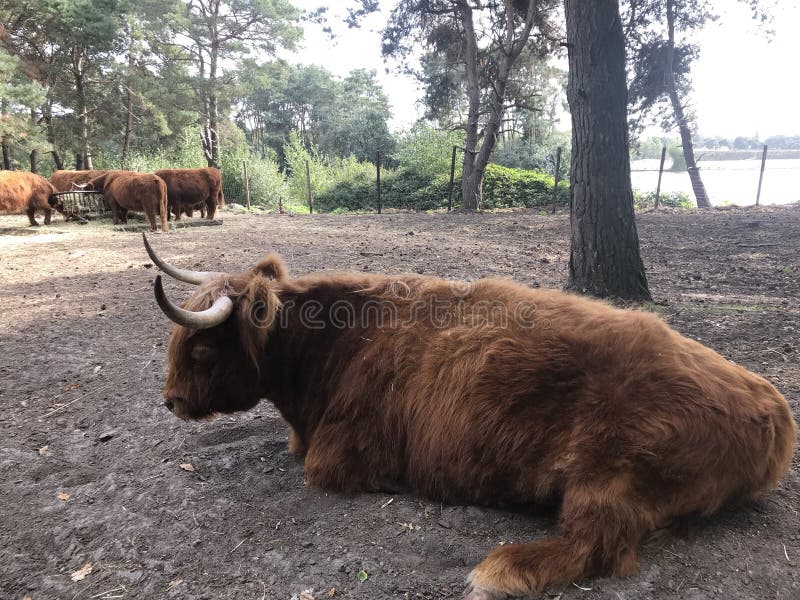 Cow stock photo. Image of hairy, cows, animal - 127048756
