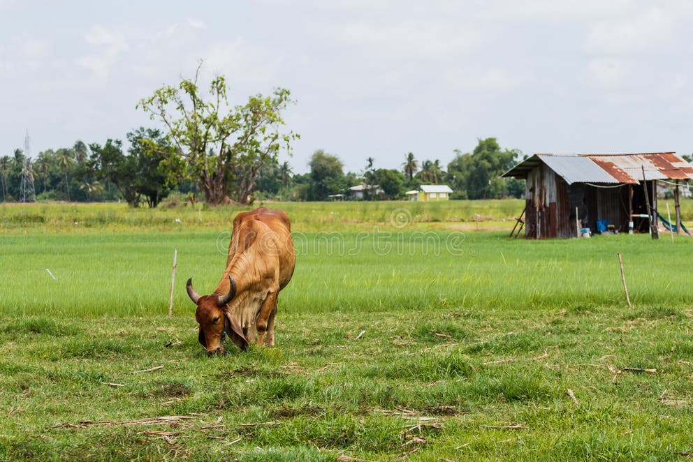 Cow stock photo. Image of business, agriculture, plant - 41612182